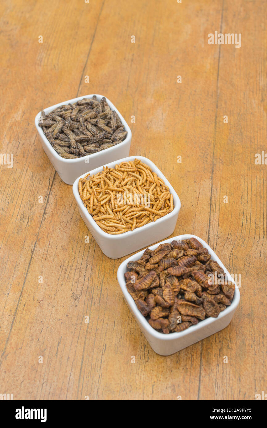 Commercial edible insects hi-res stock photography and images - Alamy