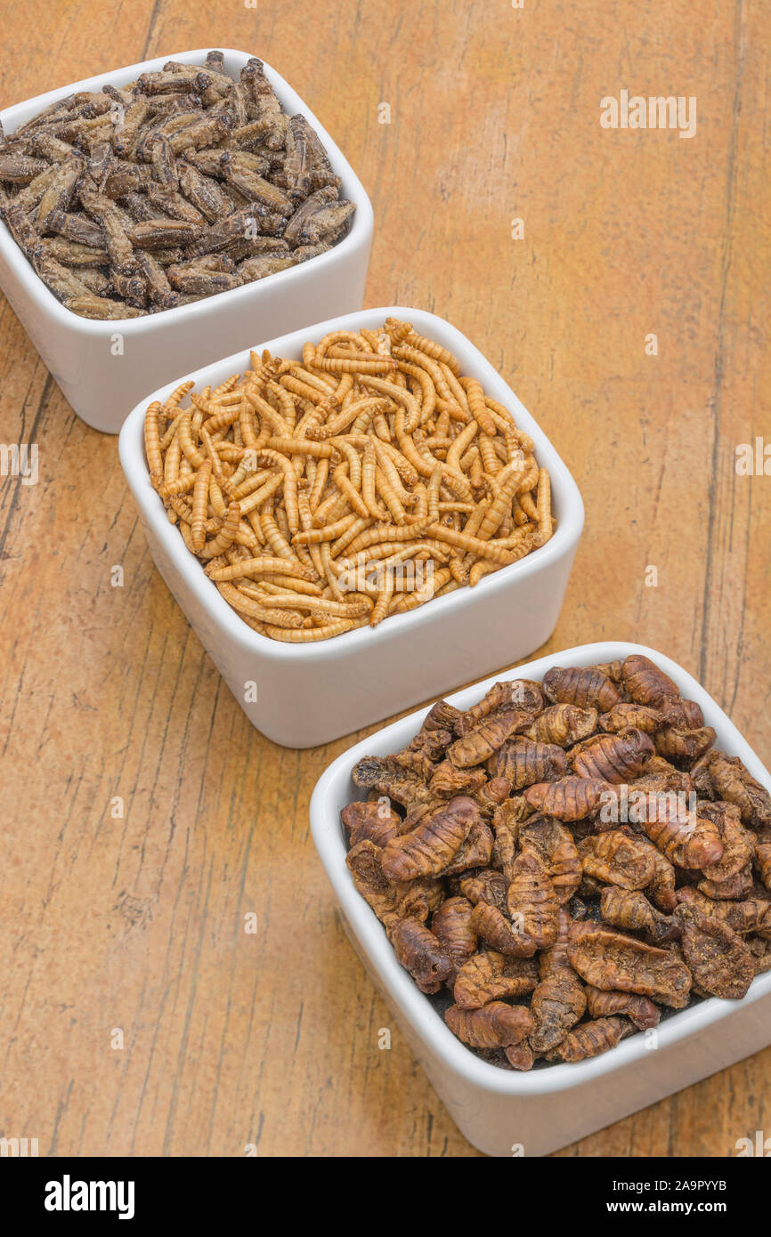 Commercial edible insects hi-res stock photography and images - Alamy