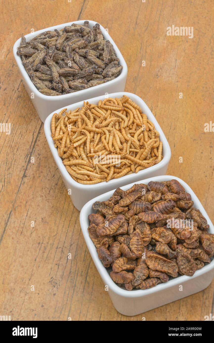 Commercial edible insects hi-res stock photography and images - Alamy