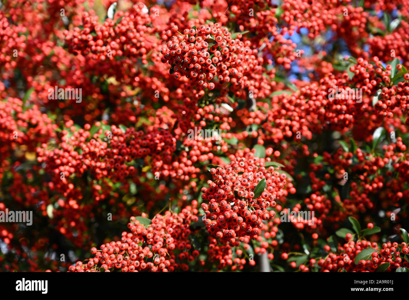 Pyracantha (Red Berries) large shrubs also called firethorn Stock Photo ...