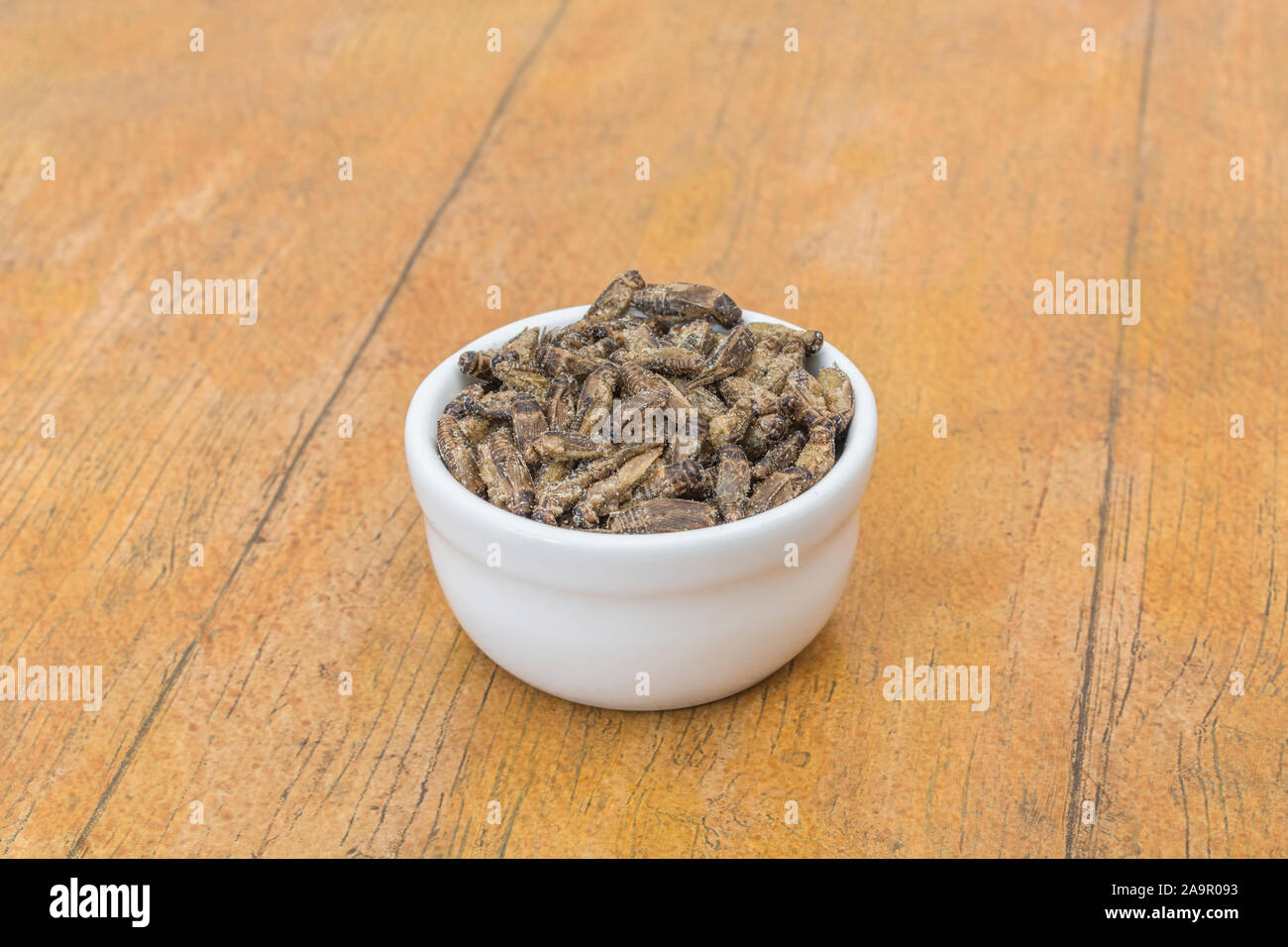 Edible insects - salted Small Crickets possibly Gryllus assimilis - on ...
