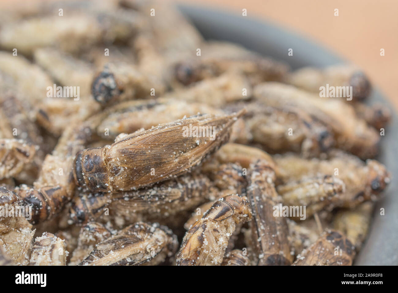 Edible insects - salted Small Crickets possibly Gryllus assimilis - on ...