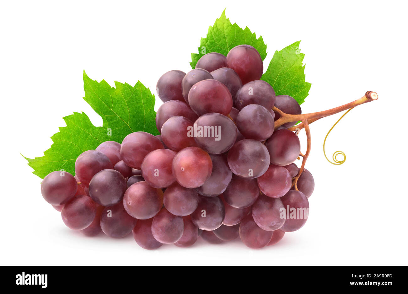Isolated red grapes. Pile of grapes on a stem isolated on white background with clipping path ...