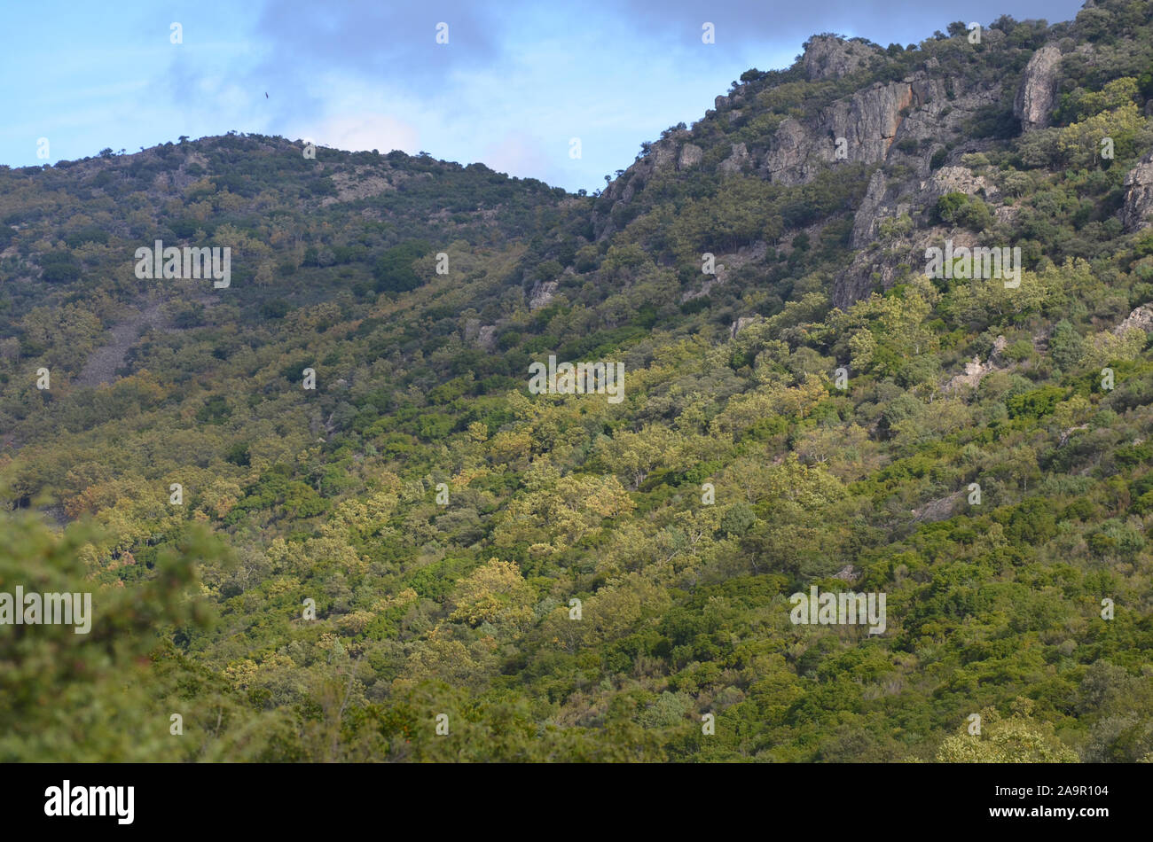 Oak woodlands and Mediterranean scrubland in Sierra Madrona natural ...