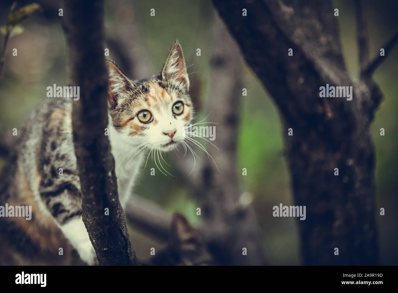 Domestic cat cherry tree hi-res stock photography and images - Alamy