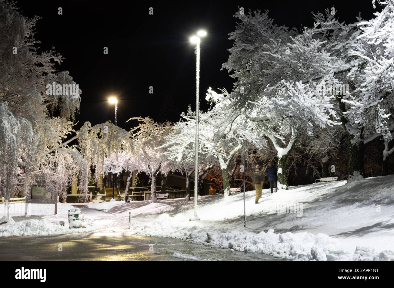 Trees covered with snow, dark sky and shining lantern. Night shot ...