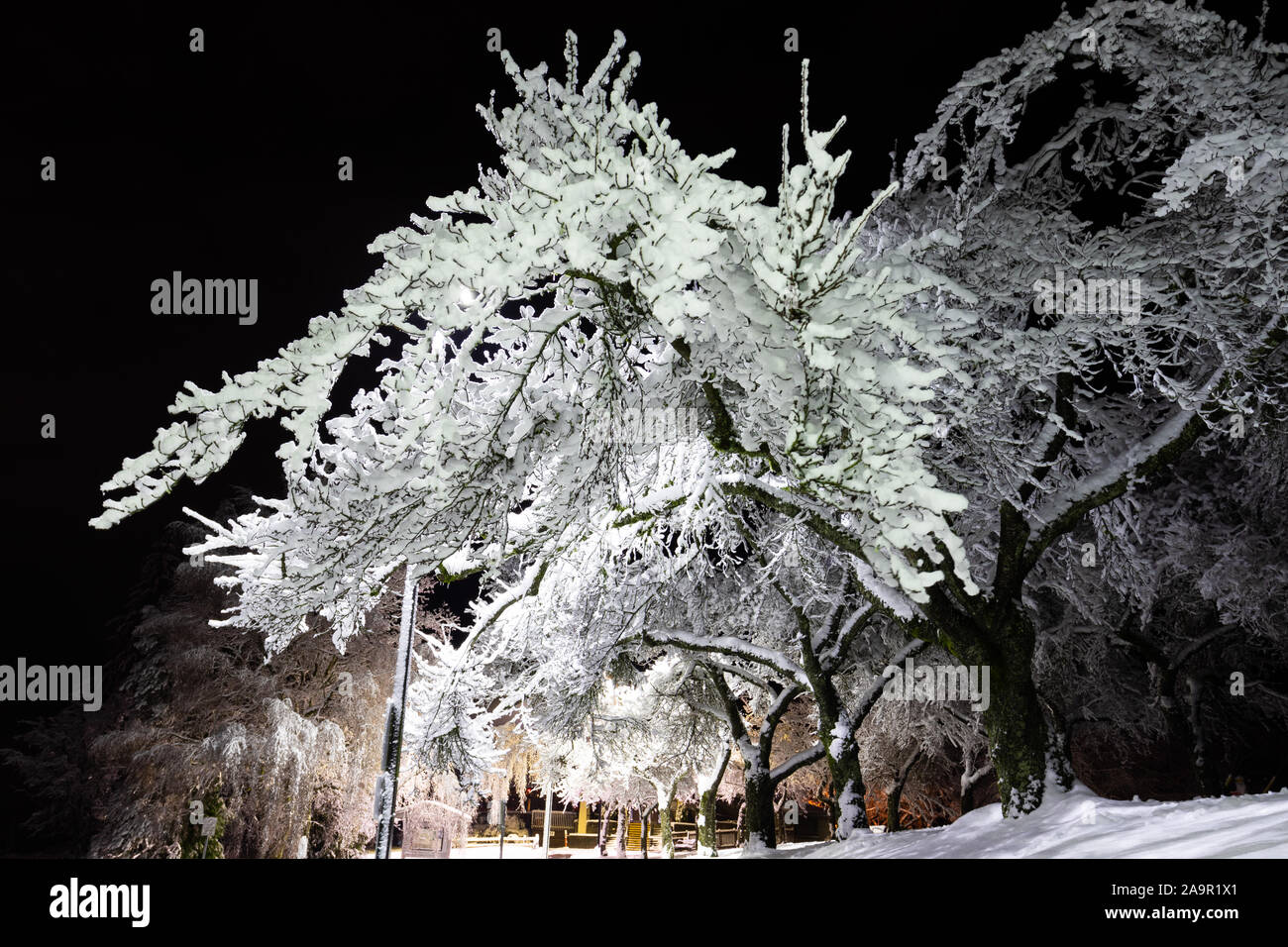 Winter wonderland. Trees covered in snow, night city lights shining ...