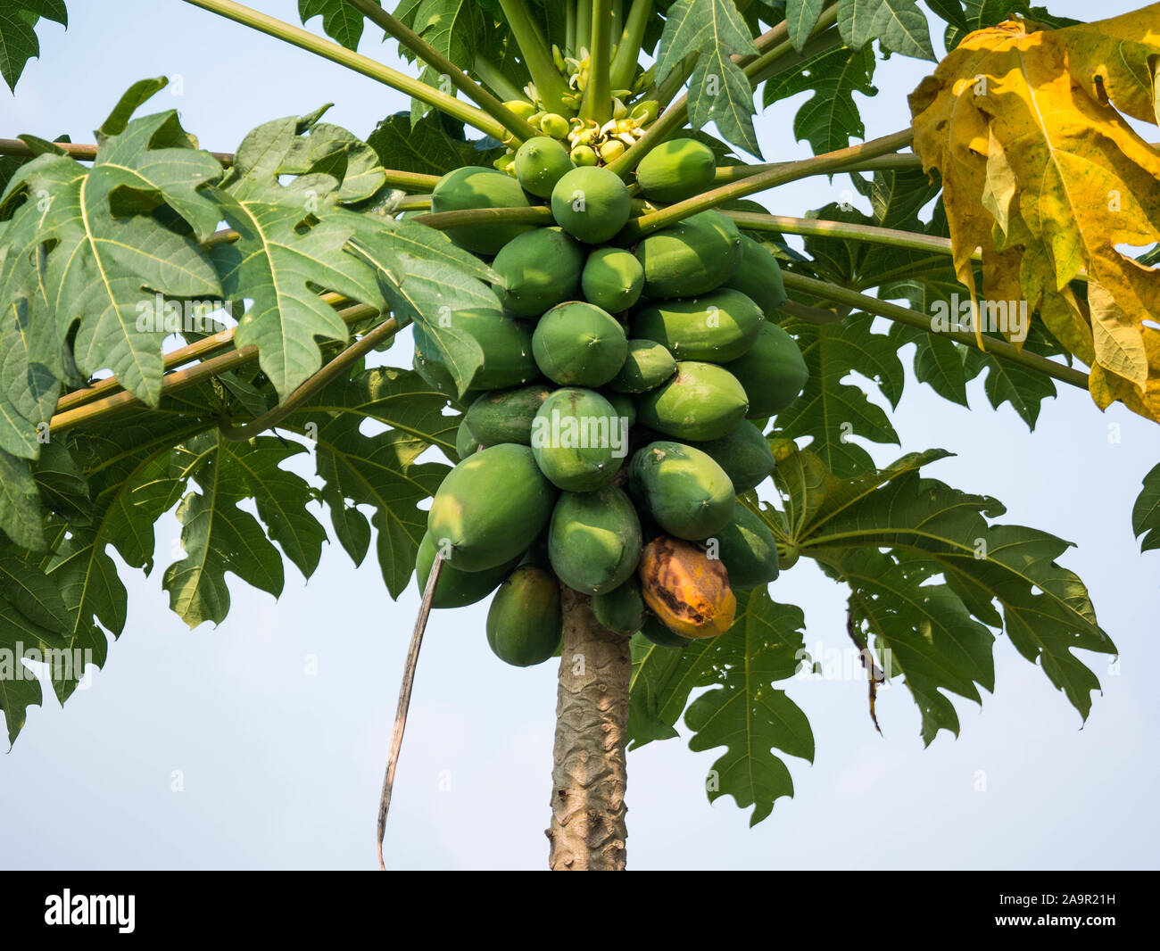Vector papaya hi-res stock photography and images - Alamy