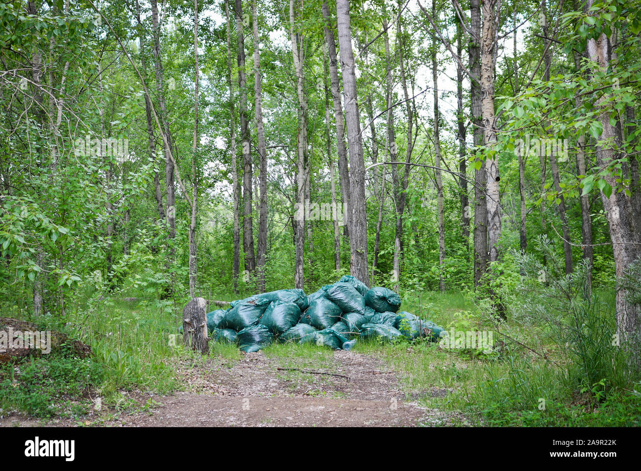 Garbage collected in plastic garbage bags in a poplar grove. Ecosystem ...