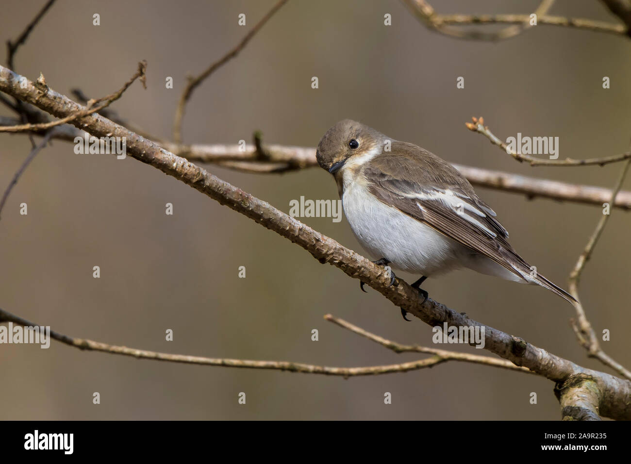 Female pied flycatcher hi-res stock photography and images - Alamy