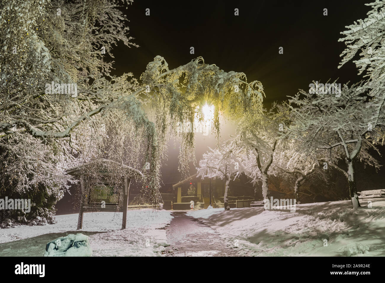 Winter wonderland. Trees covered in snow, night city lights shining ...