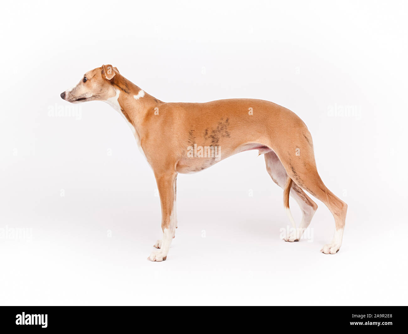 An image of a beautiful whippet dog on white background Stock Photo - Alamy