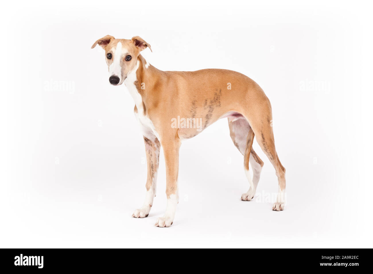 Whippet side view hi-res stock photography and images - Alamy