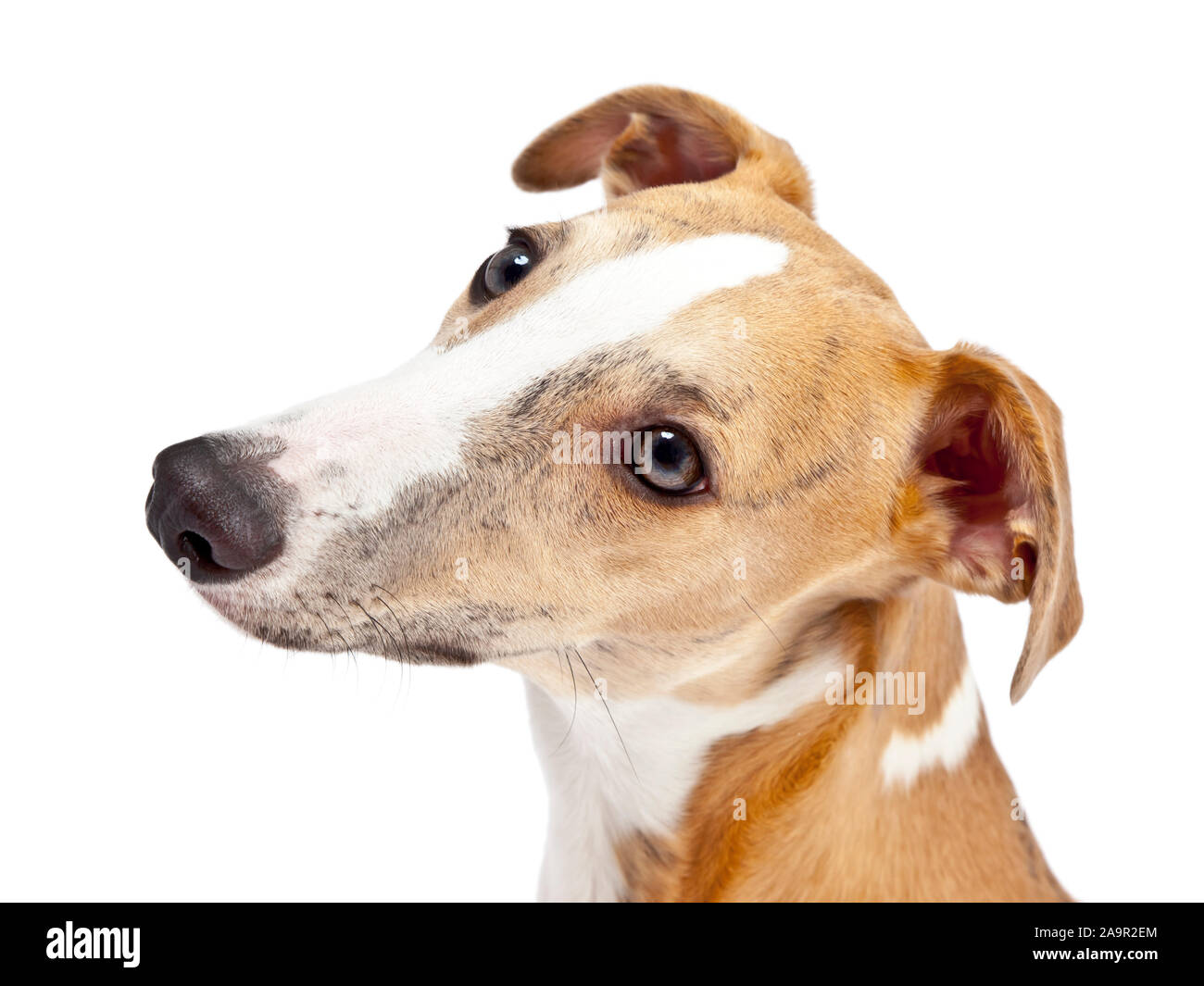Beautiful whippet hi-res stock photography and images - Alamy
