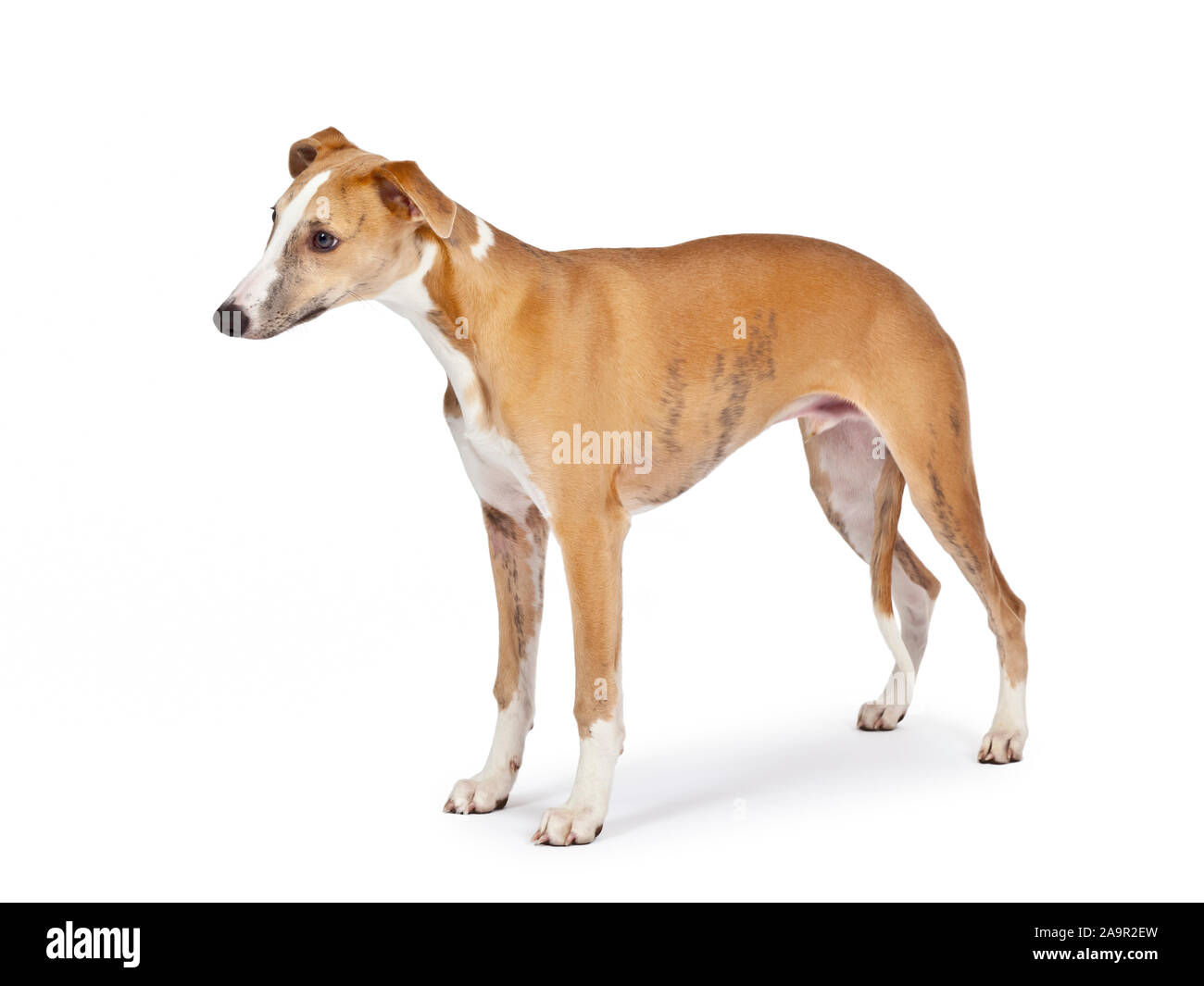 Beautiful whippet hi-res stock photography and images - Alamy