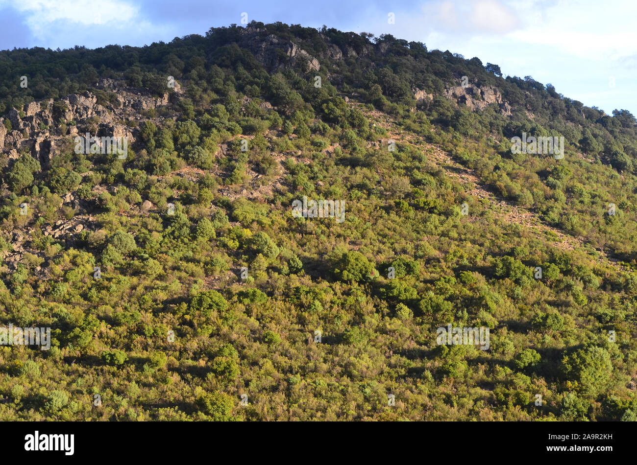 Oak woodlands and Mediterranean scrubland in Sierra Madrona natural ...