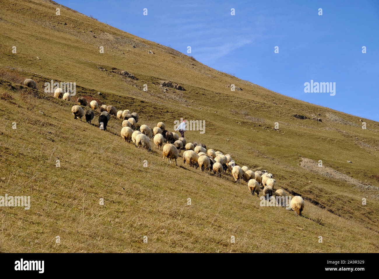 rangelands are important for livestock Stock Photo - Alamy