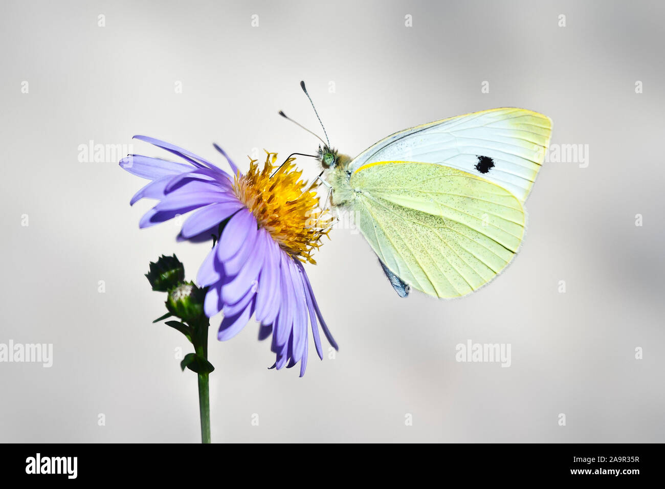 An image of a typical white butterfly Stock Photo - Alamy