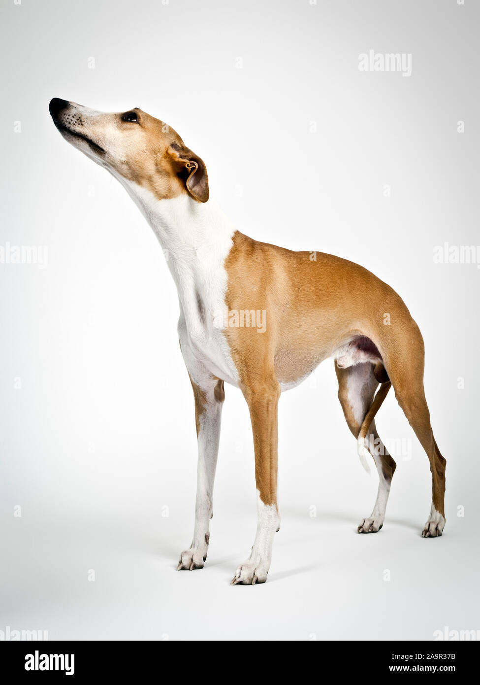 Whippet side view hi-res stock photography and images - Alamy