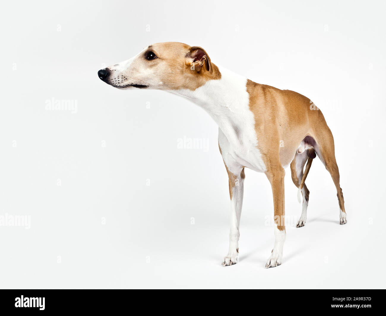 Whippet side view hi-res stock photography and images - Alamy