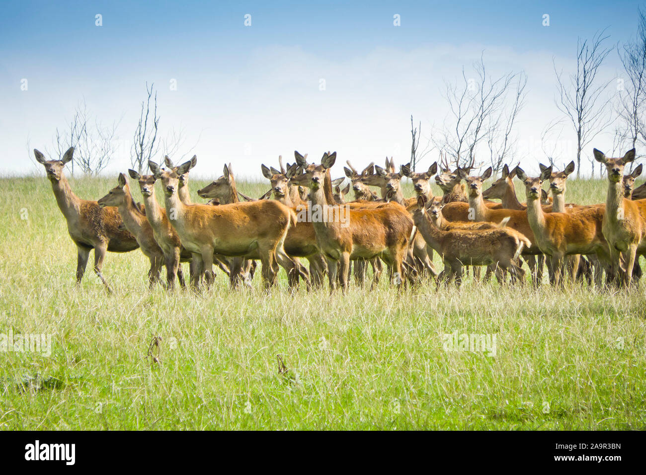 An image of some nice wild deer Stock Photo - Alamy