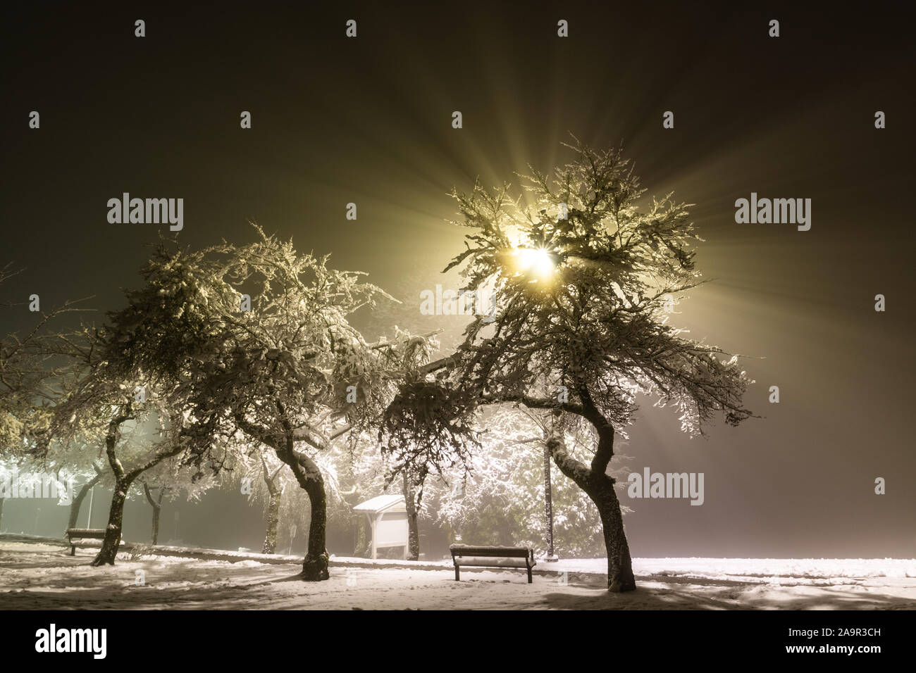Fluffy snow on trees. Street lights beams shining through trees in park ...