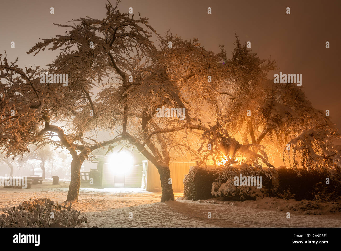 Fluffy snow on trees. Street lights beams shining through trees in park ...