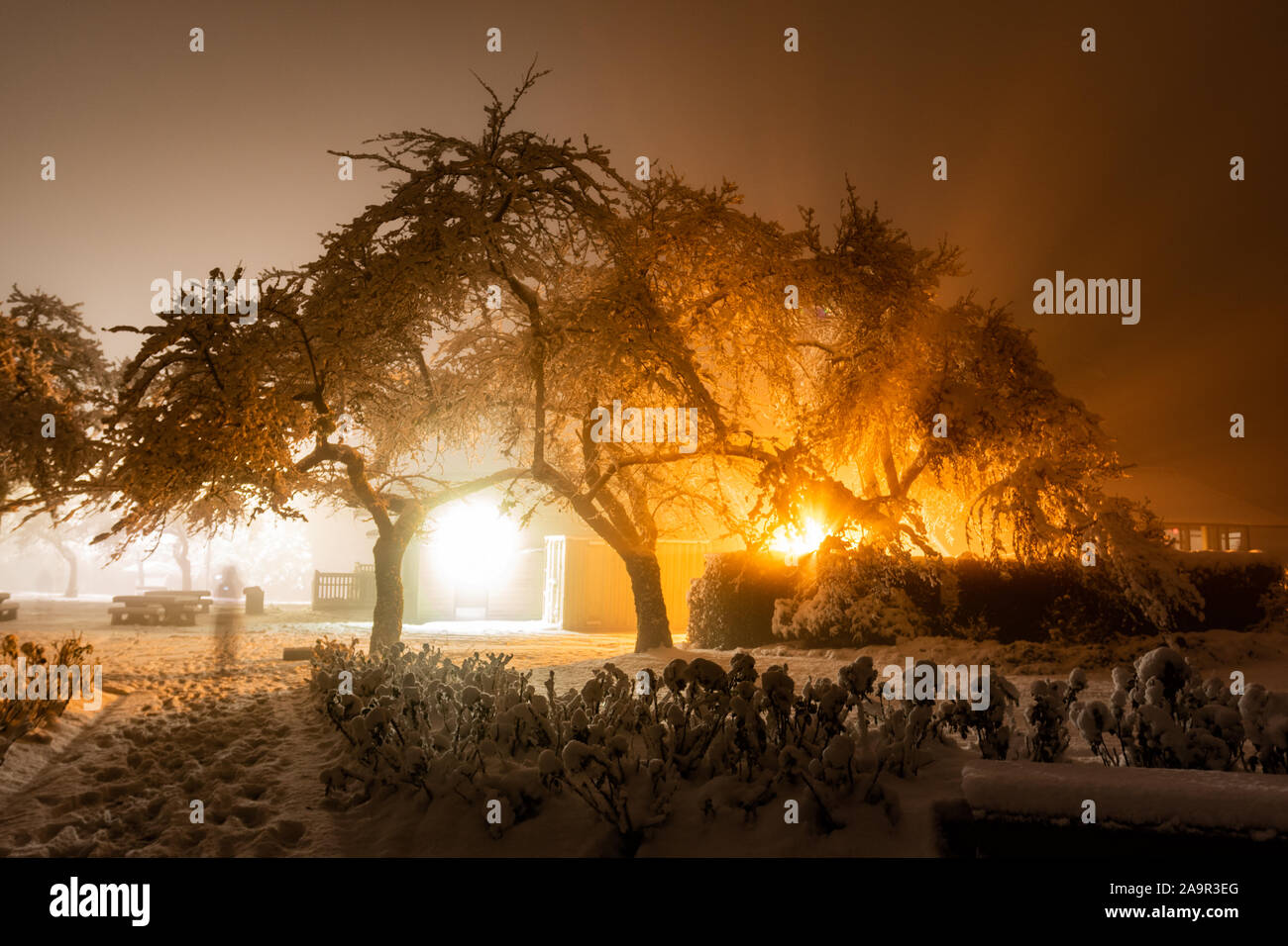 Fluffy snow on trees. Street lights beams shining through trees in park ...