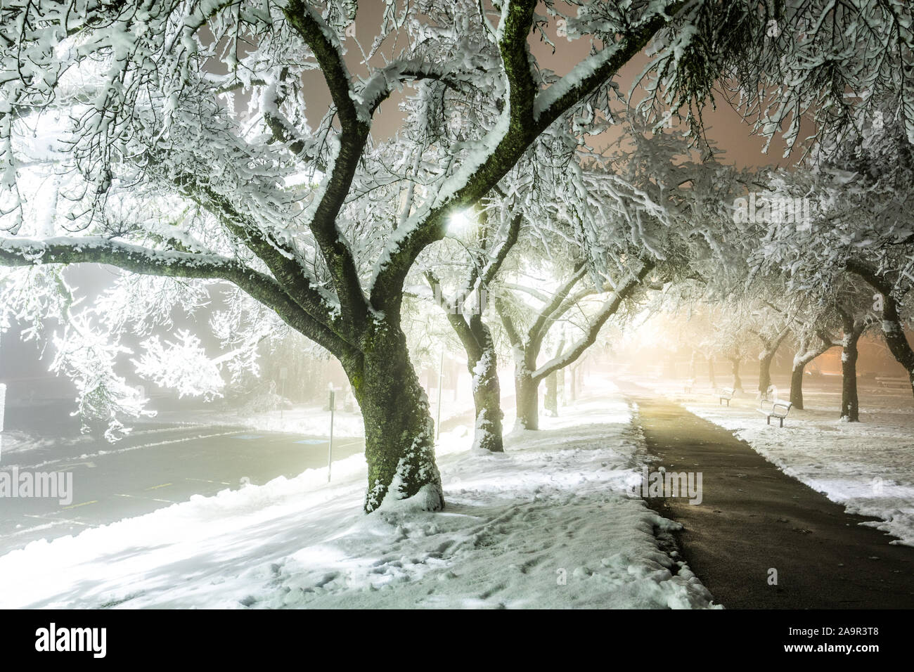 Winter alley in park and shining lanterns. Night shot. Winter ...