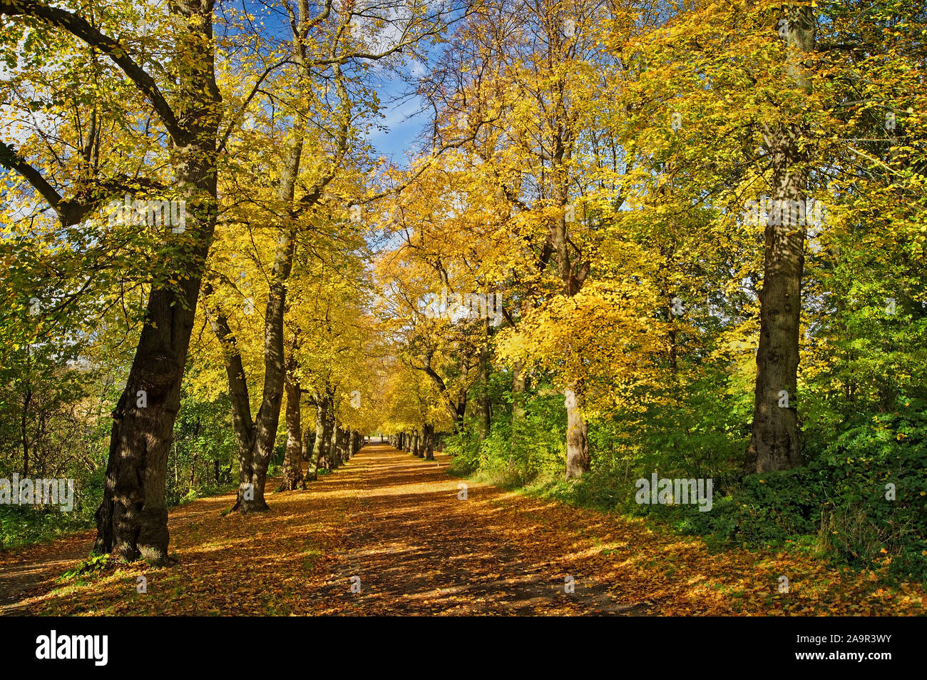 UK,South Yorkshire,Sheffield,Norfolk Heritage Park,Avenue of Trees ...