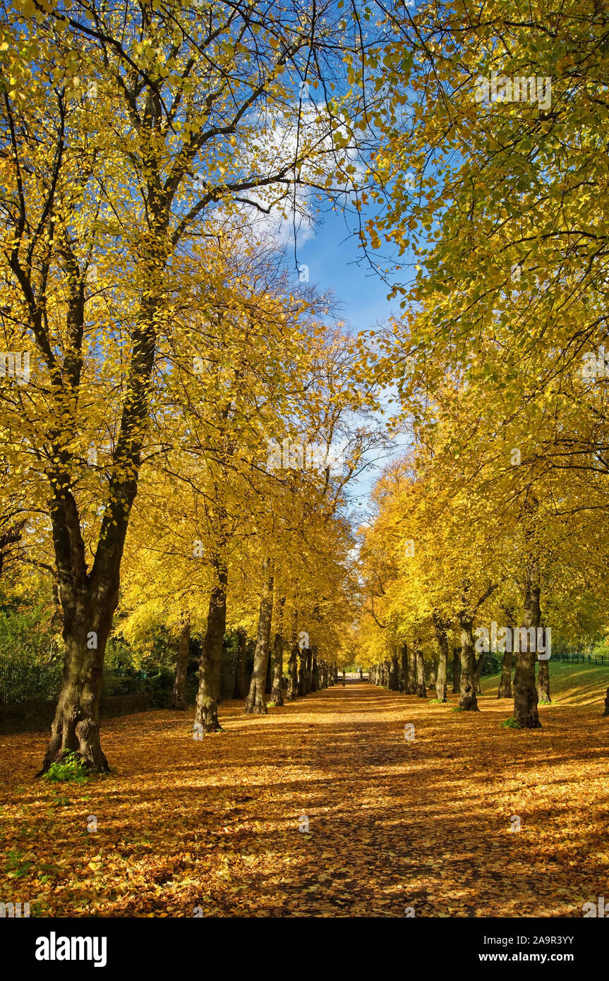 Sheffield trees yorkshire hi-res stock photography and images - Alamy