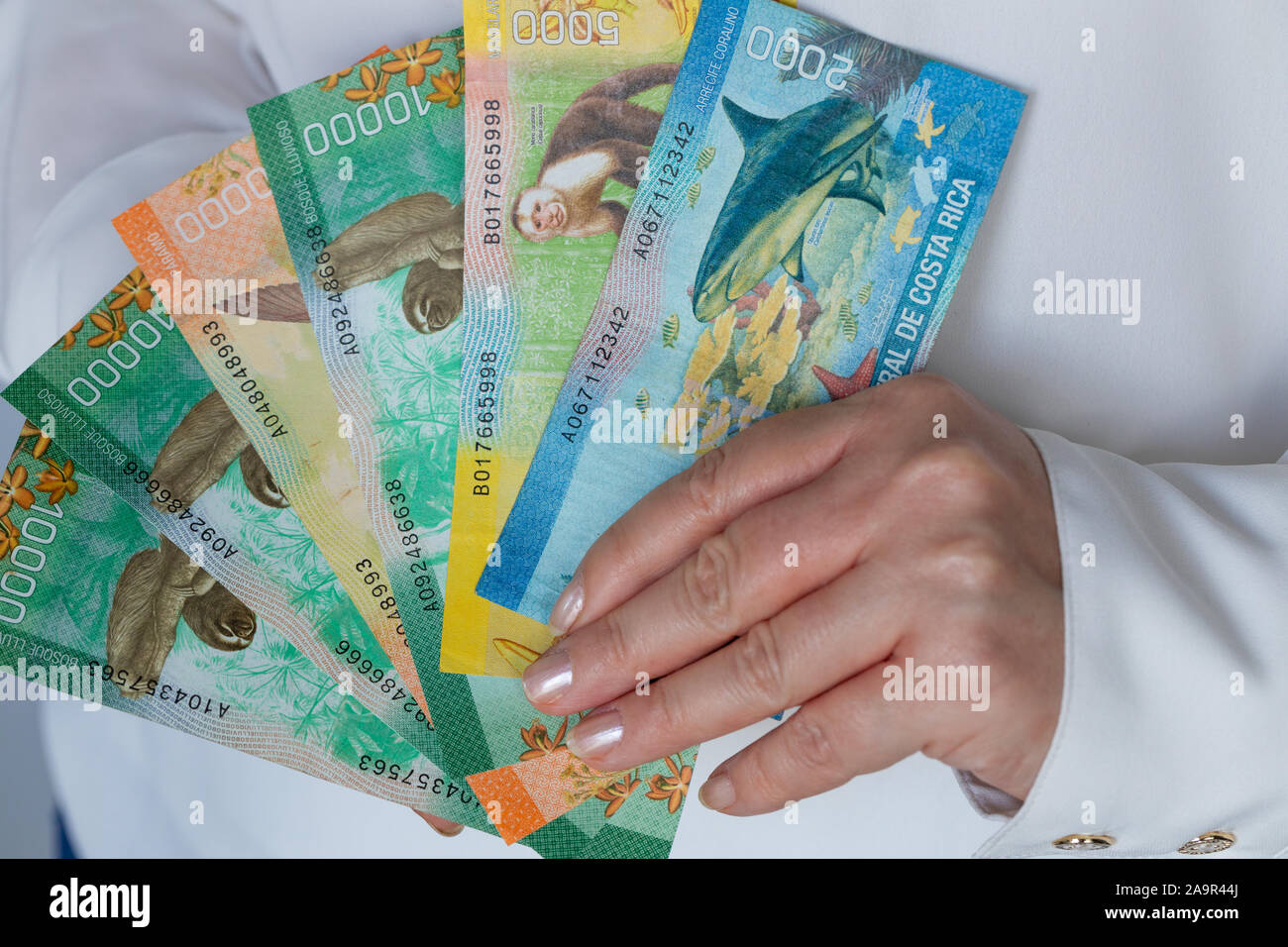 woman holds Costa Rican money, Colones, various banknotes in her hand ...