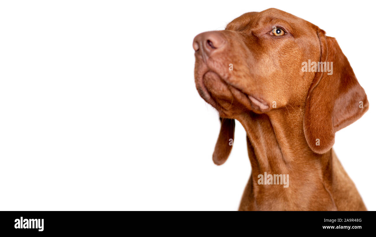 Beautiful young male magyar vizsla dog studio portrait. Vizsla pointer ...