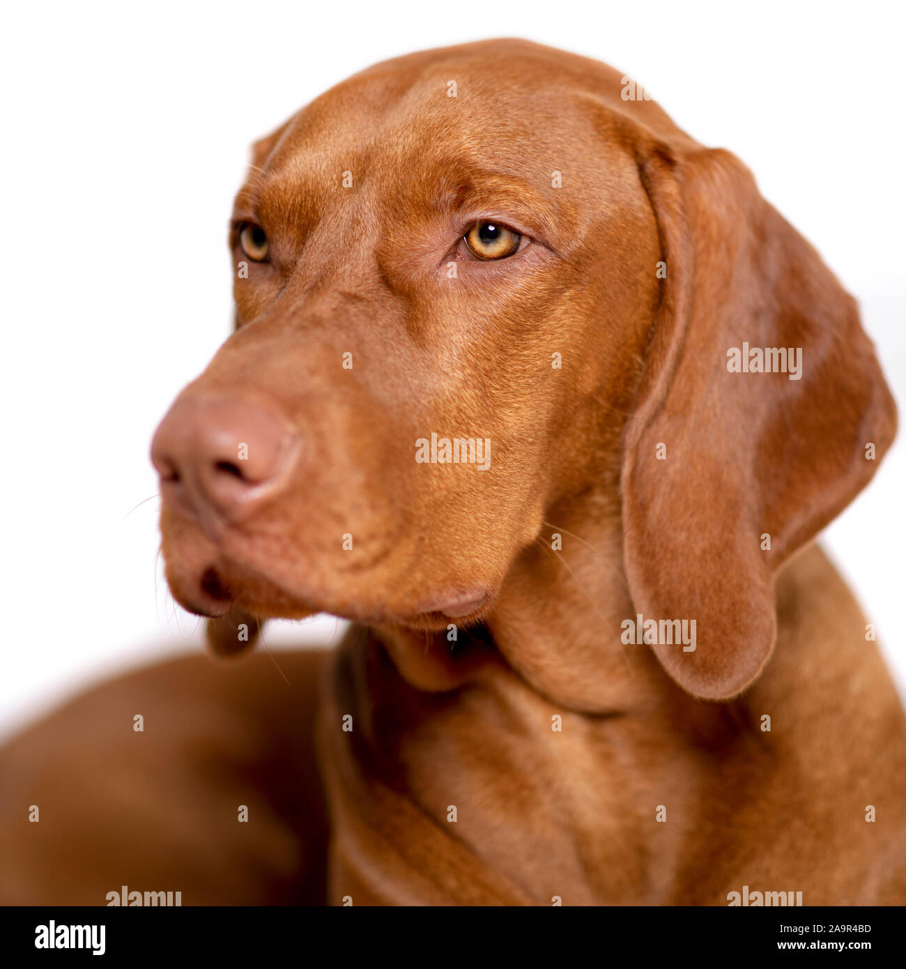 Beautiful young male magyar vizsla dog studio portrait. Vizsla pointer ...
