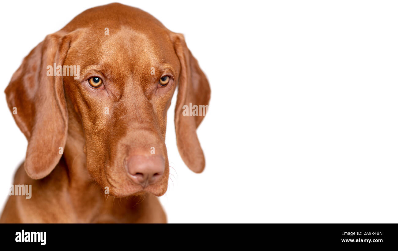 Beautiful young male magyar vizsla dog studio portrait. Vizsla pointer ...