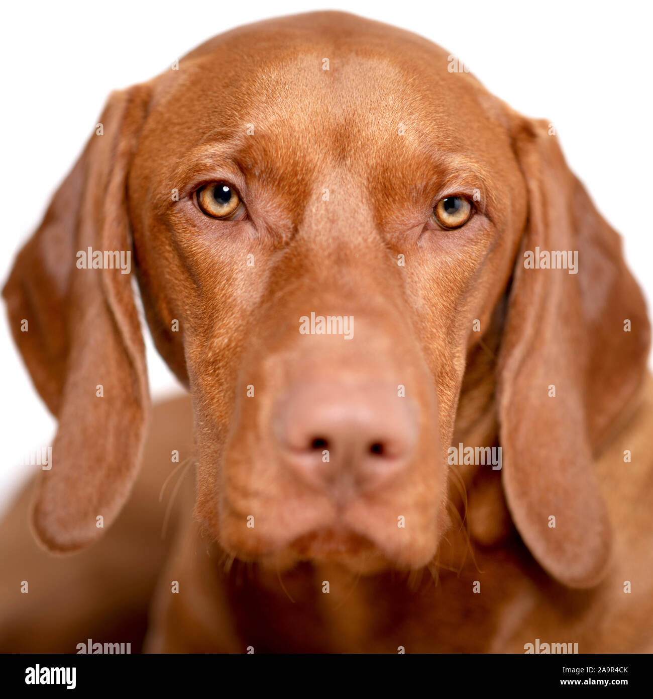 Beautiful young male magyar vizsla dog studio portrait. Vizsla pointer ...
