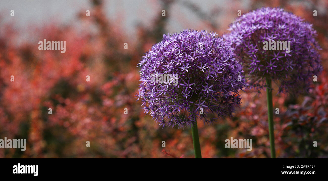 Flowering onion plant and bush with red leaves Stock Photo - Alamy