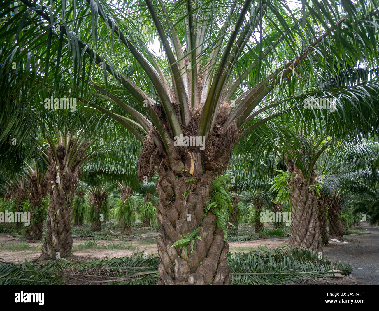 palm oil tree Stock Photo - Alamy