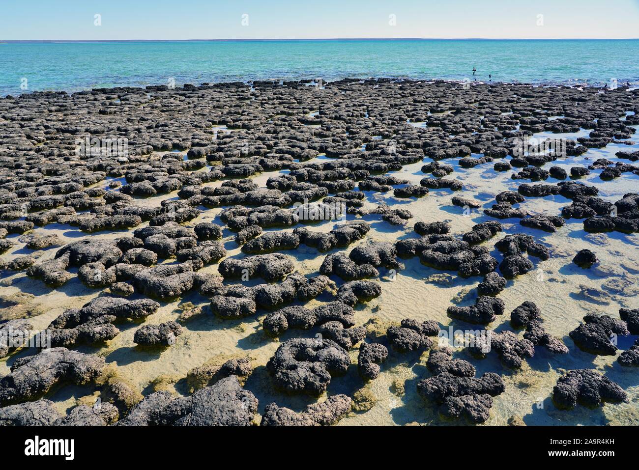 View of microbial mats stromatolites at the Hamelin Pool in Shark Bay ...