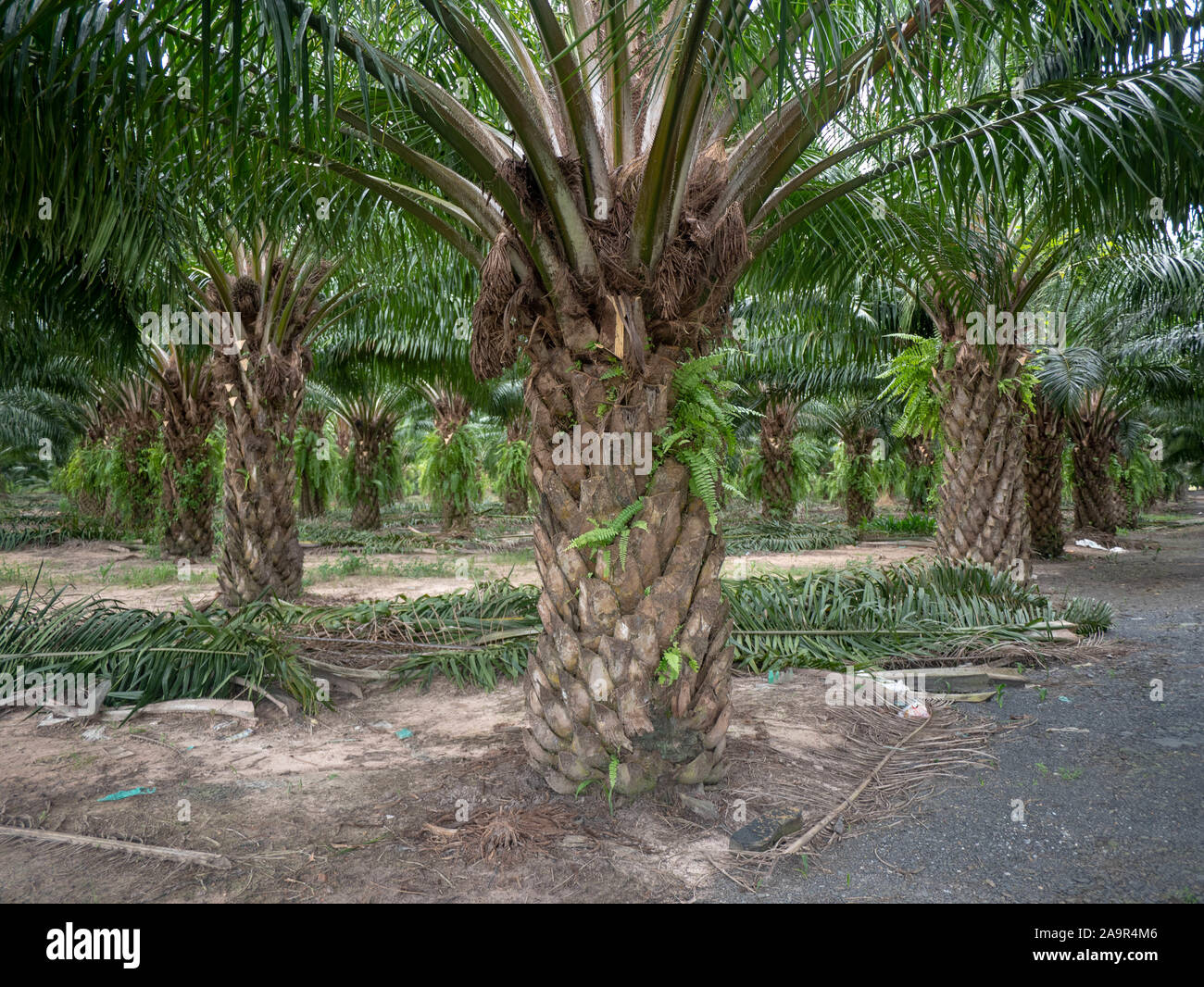 palm oil tree Stock Photo - Alamy