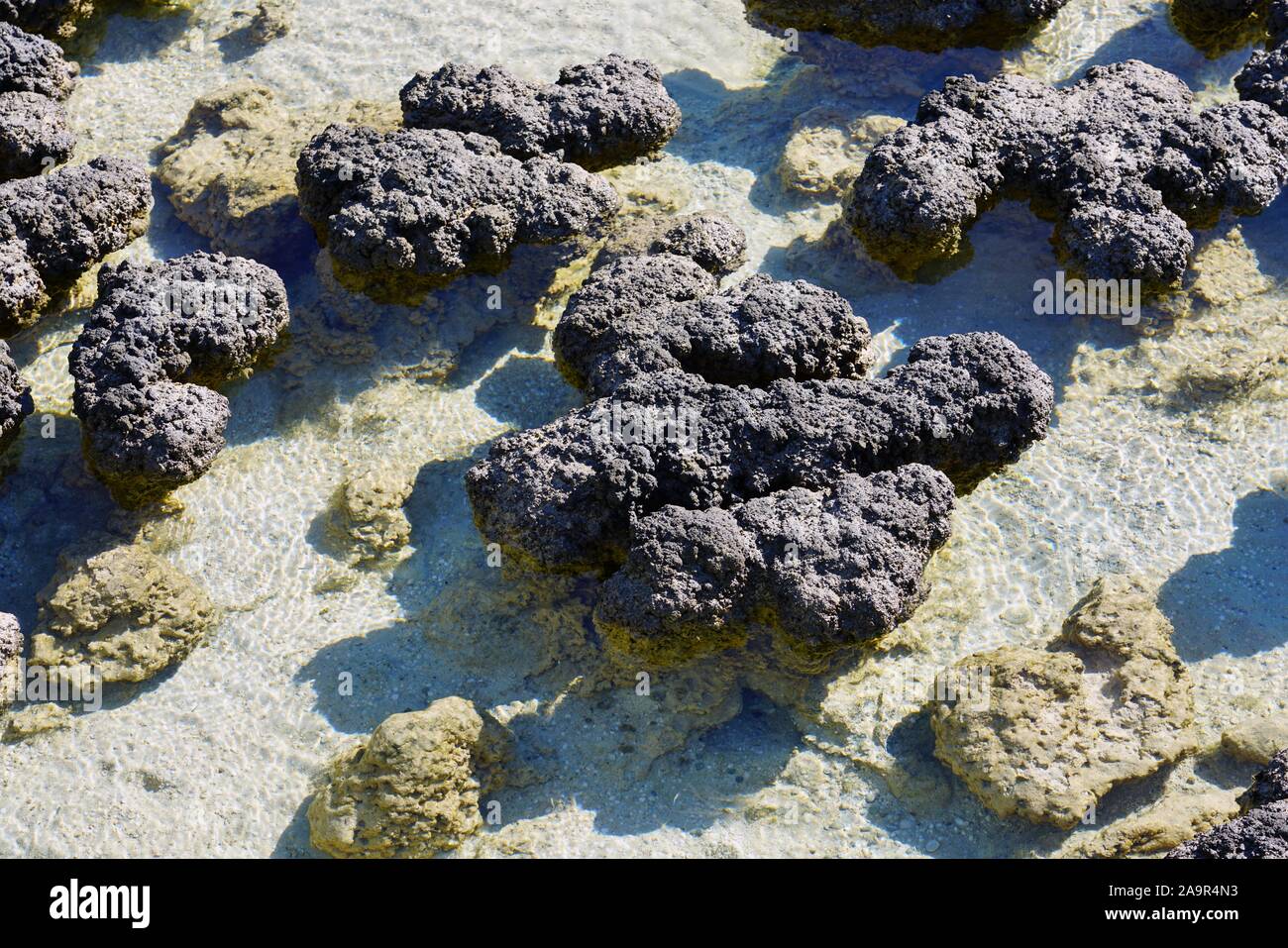 View of microbial mats stromatolites at the Hamelin Pool in Shark Bay ...