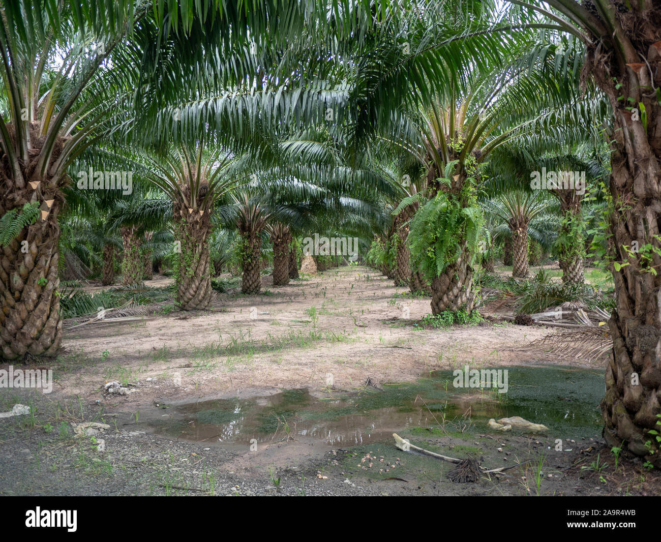 palm oil tree Stock Photo - Alamy