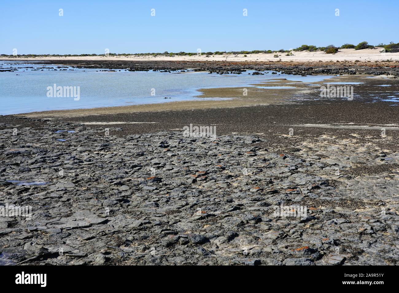 Microbial mats hi-res stock photography and images - Alamy