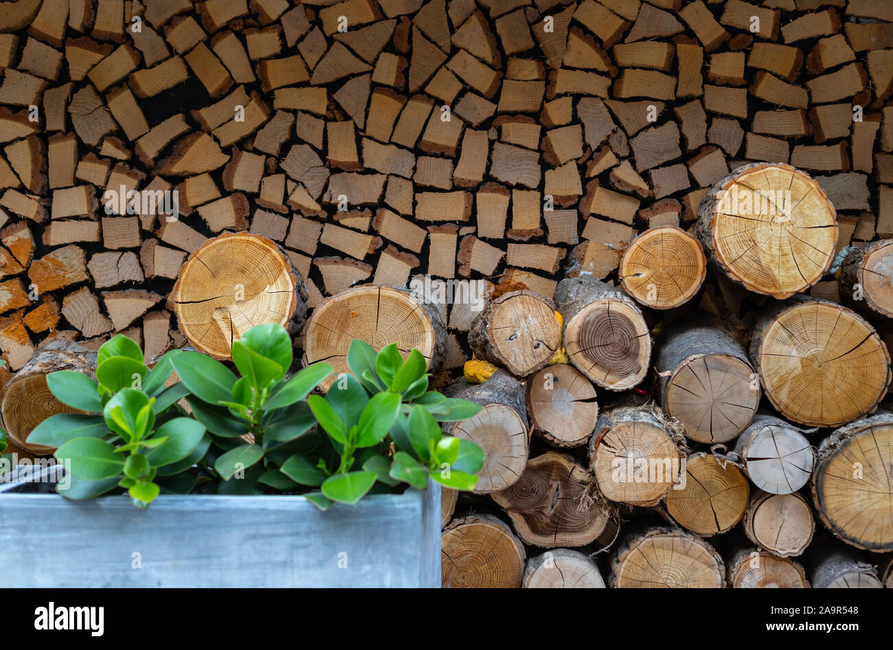 Pile of tree stumps hi-res stock photography and images - Alamy