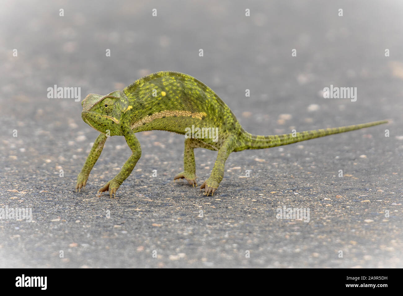 Flap Necked Chameleon