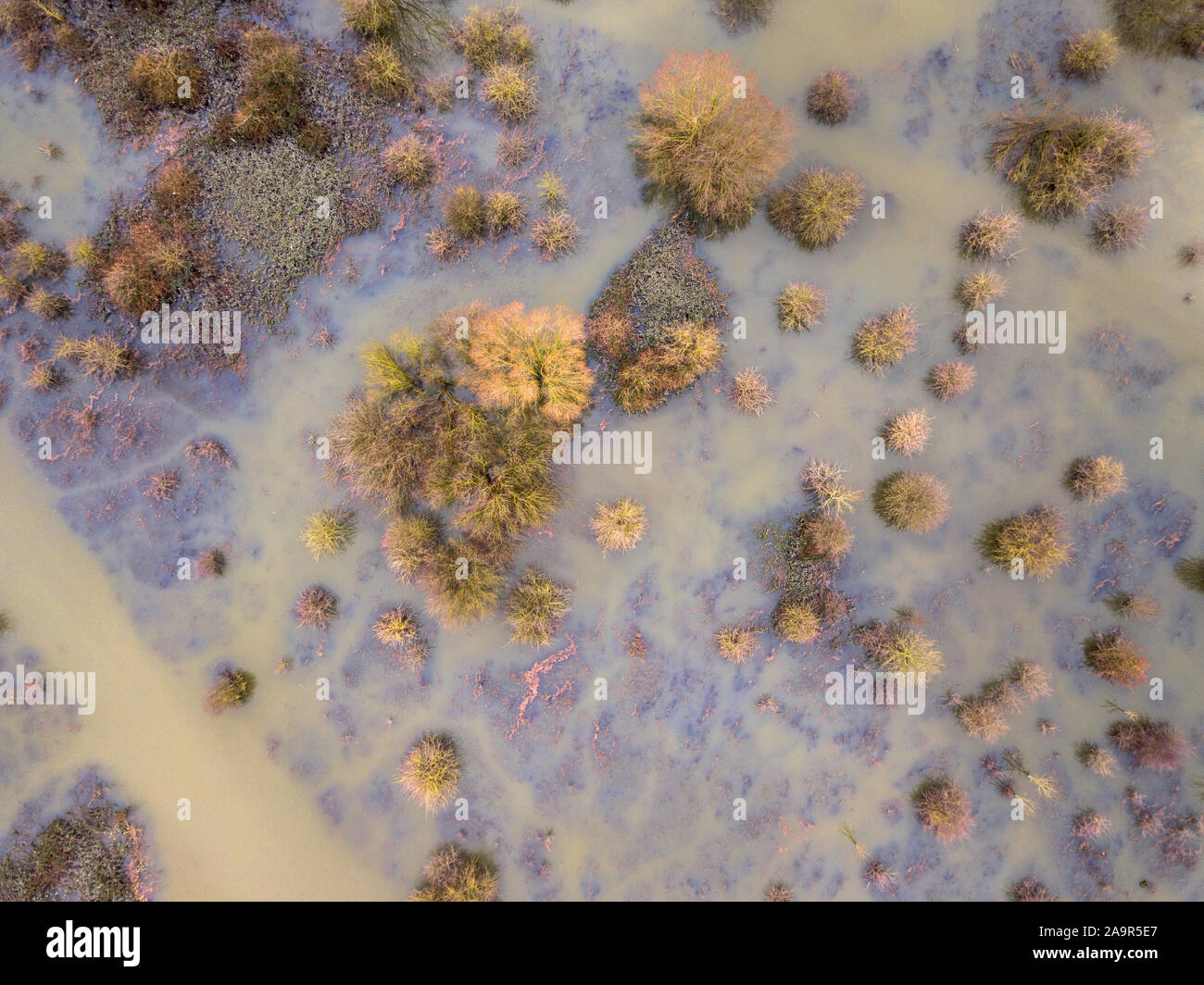Swamped trees hi-res stock photography and images - Alamy