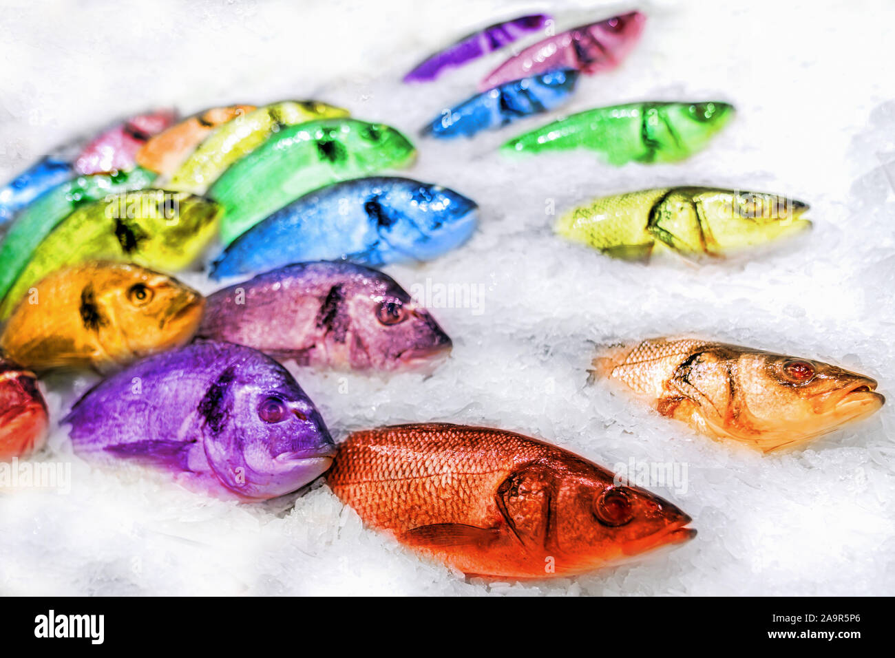rainbow of fresh fish in the supermarket on ice. Beautifully laid out ...