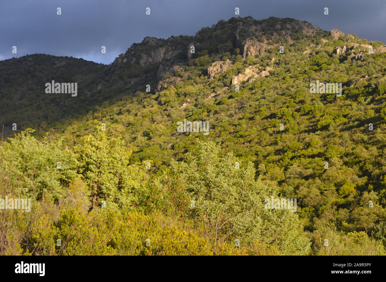 Oak woodlands and Mediterranean scrubland in Sierra Madrona natural ...