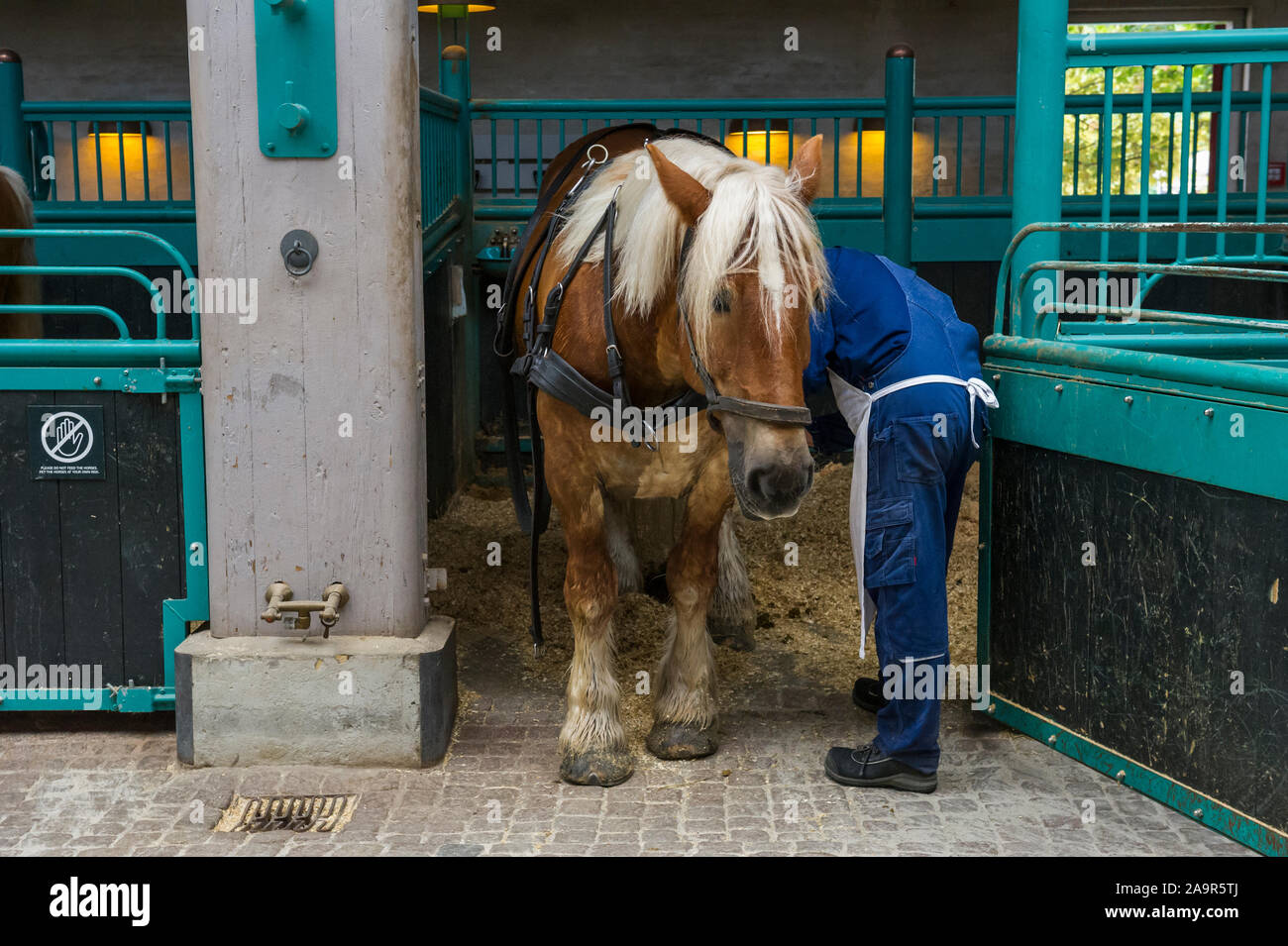 Draught horse beer hi-res stock photography and images - Alamy