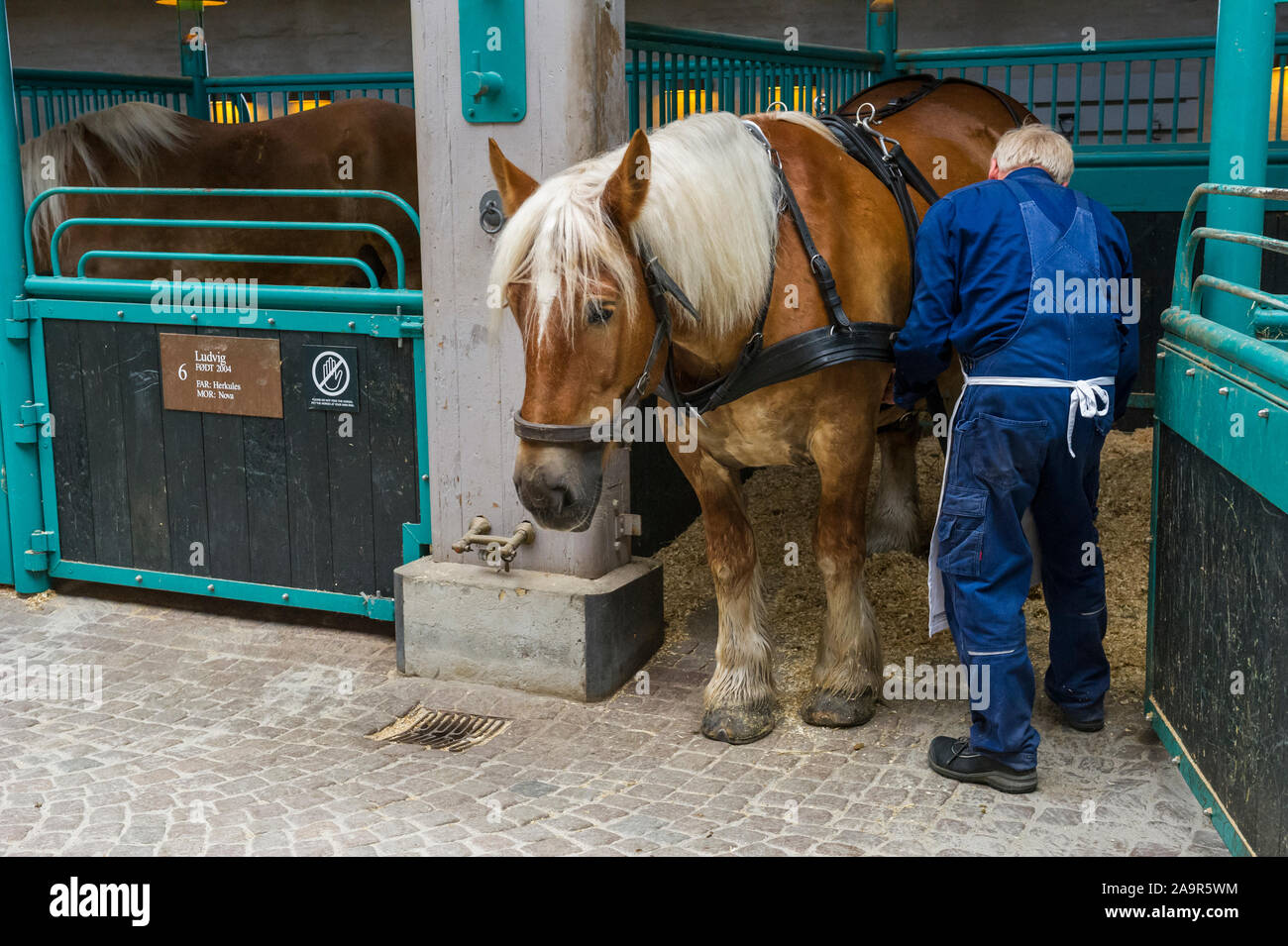 Draught horse beer hi-res stock photography and images - Alamy